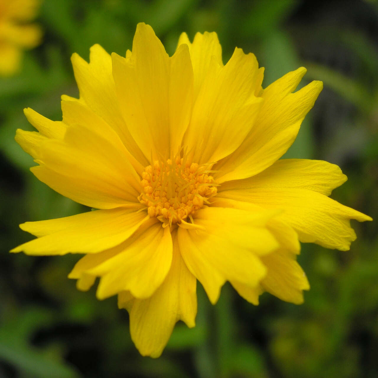 Mädchenauge - Coreopsis grandiflora 'Sunray' - gelb