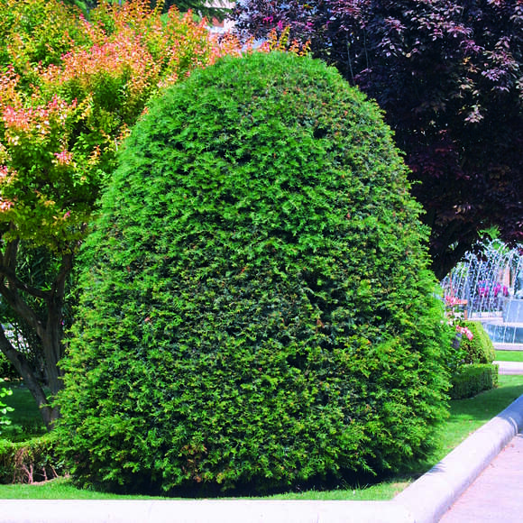 Heimische Eibe - Taxus baccata in Baumschulqualität aus Österreich kaufen