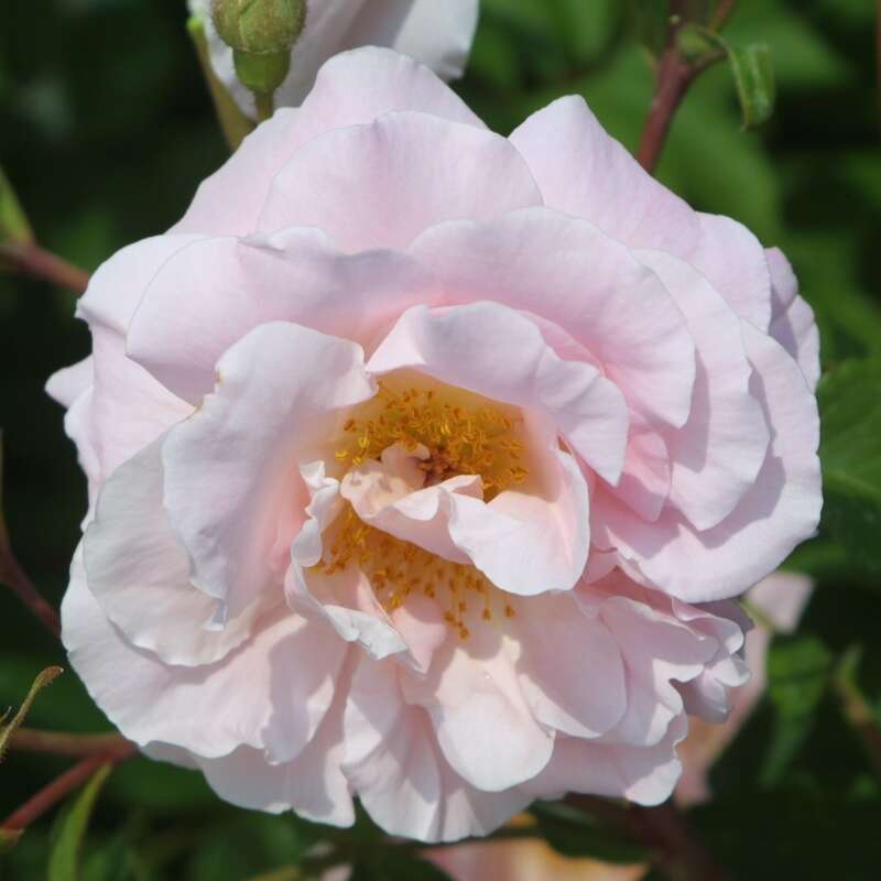 Historische Strauchrose - Rose 'Fritz Nobis' - rosa