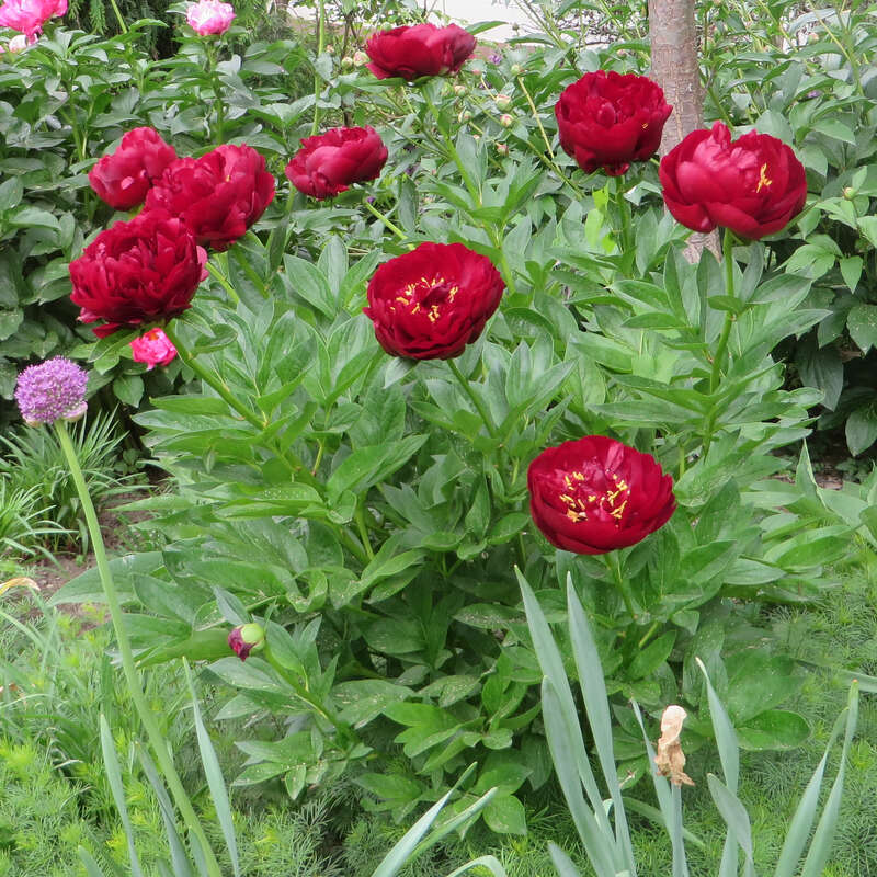 Pfingstrose - Paeonia lactiflora 'Buckeye Belle' - rot