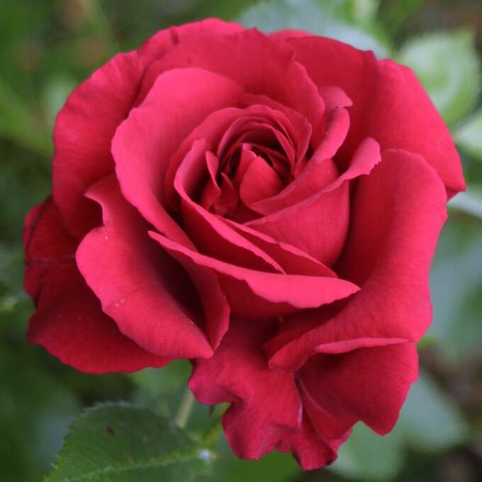 Moderne Kletterrose - Rose 'Sympathie' - rot