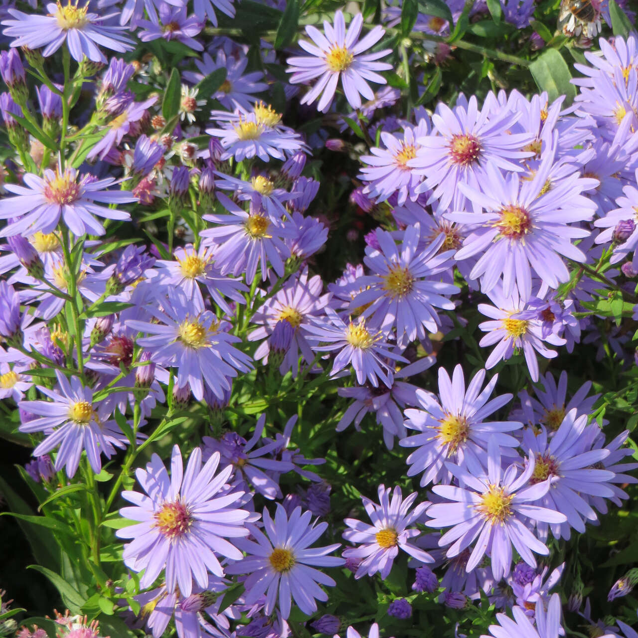 Aster - Aster 'Little Carlow' - blau