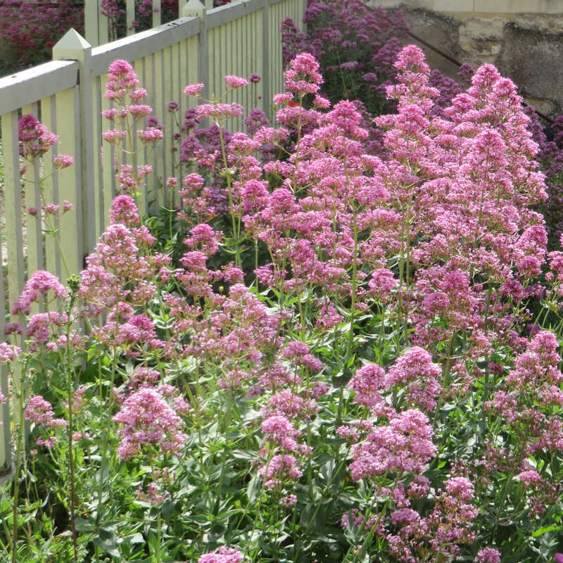 Spornblume - Centranthus ruber 'Coccineus' - rosa