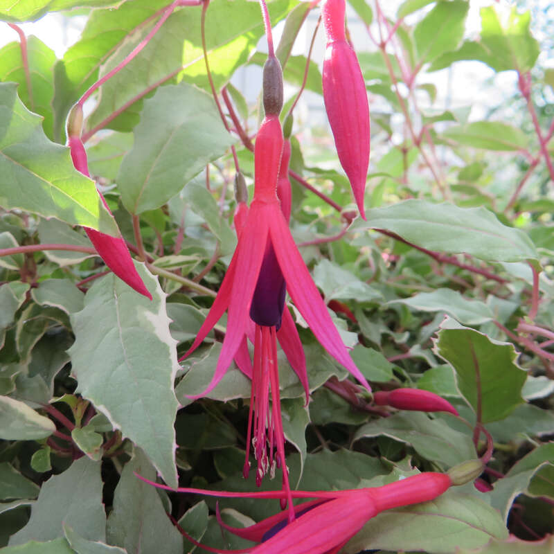 Freilandfuchsie - Fuchsia 'Tricolor' - rot
