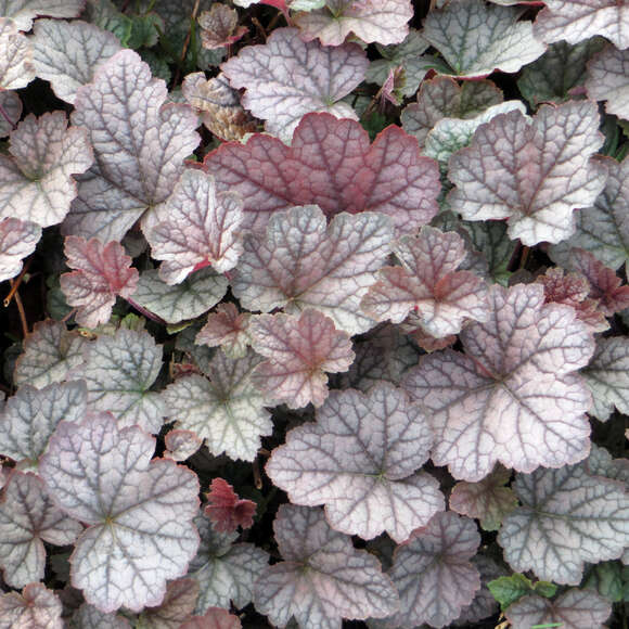 Zwerg-Purpurglöckchen - Heucherella 'Twilight' - weiß