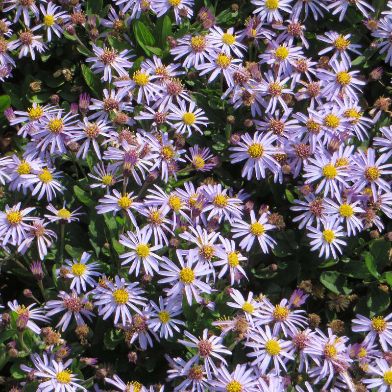 Aster - Aster ageratoides 'Adustus Nanus' - lila