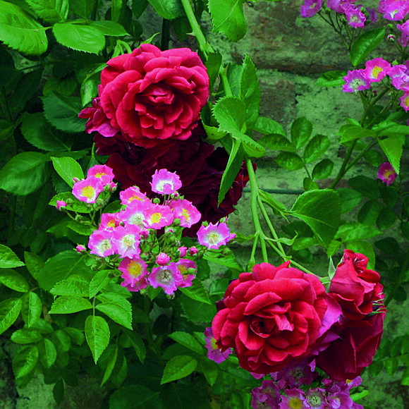 Moderne Kletterrose - Rose 'Sympathie' - rot