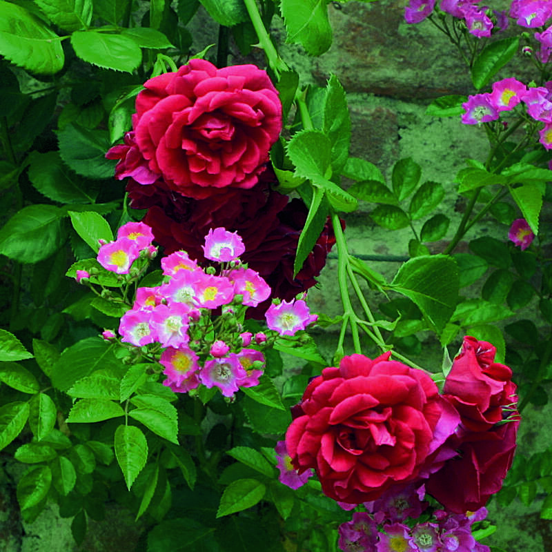 Moderne Kletterrose - Rose 'Sympathie' - rot