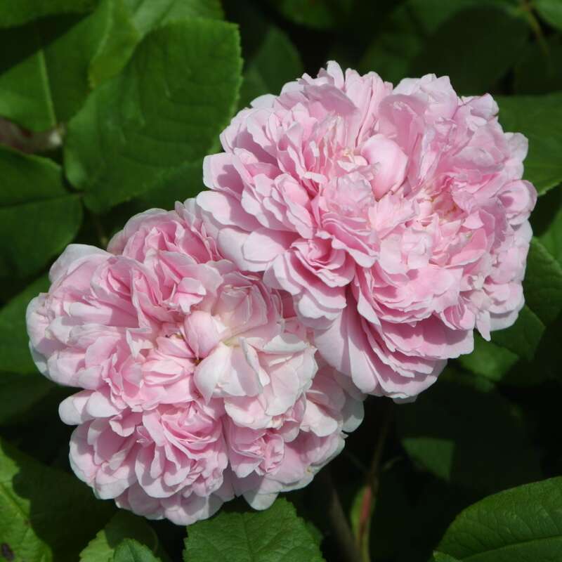 Historische Strauchrose - Rose 'Jacques Cartier' - rosa