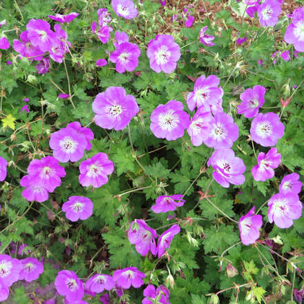 Storchschnabel - Geranium 'Sweet Heidy' - lila