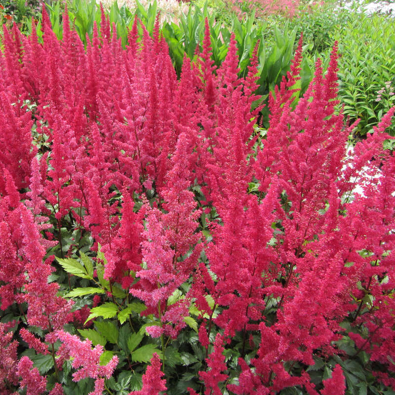 Prachtspiere - Astilbe arendsii 'Fanal' - rosa