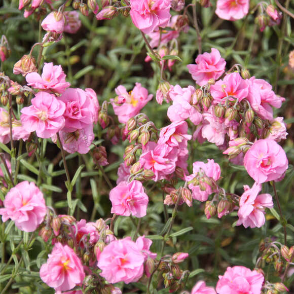 Sonnenröschen - Helianthemum 'Annabel' - rosa