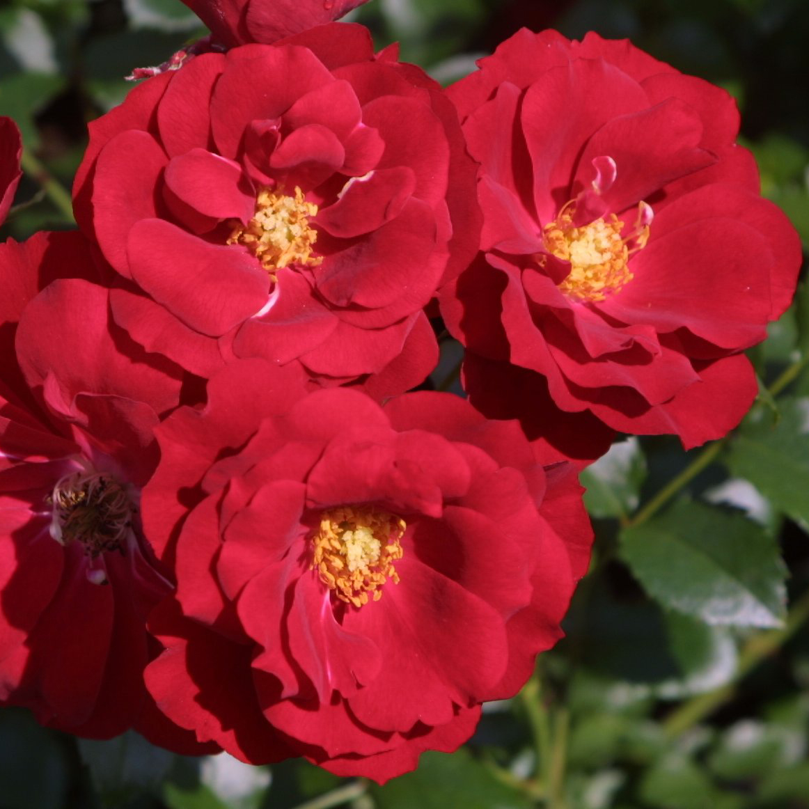 Beetrose - Rose 'Austriana' - rot