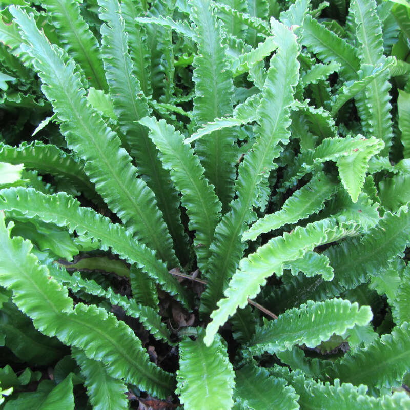 Hirschzungenfarn - Asplenium scolopendrium 'Angustatum'