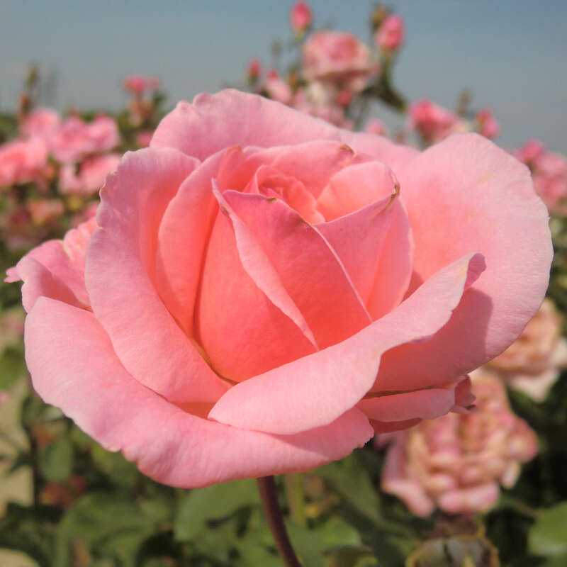 Moderne Edelrose - Rose 'The Queen Elizabeth Rose' - rosa