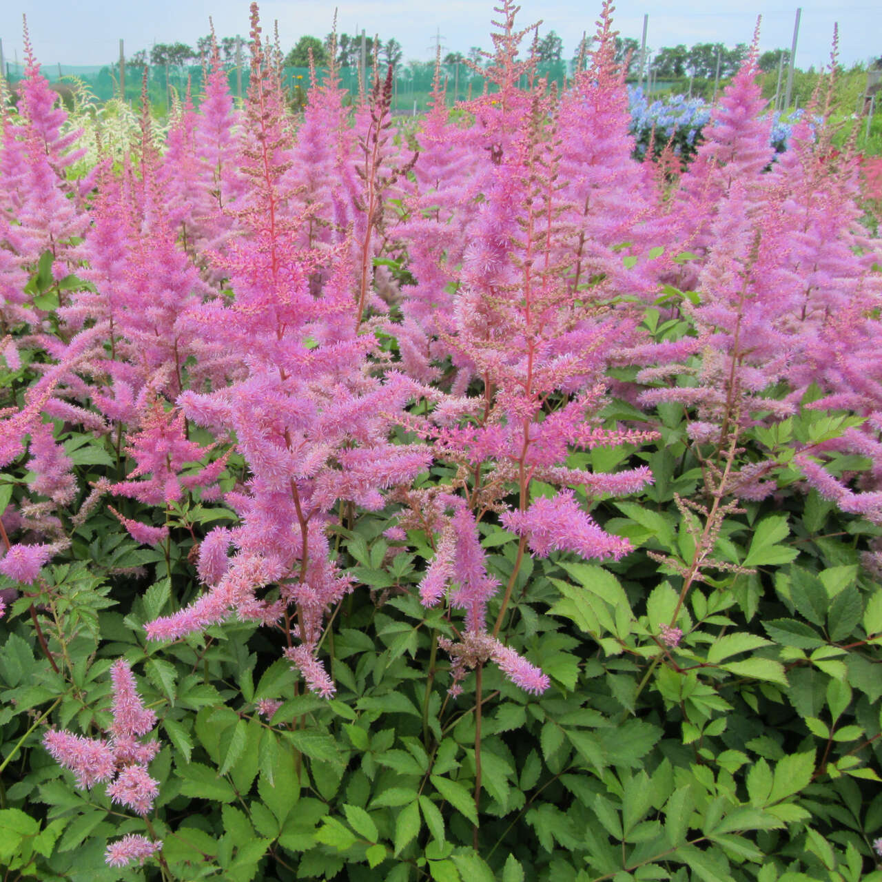 Prachtspiere - Astilbe arendsii 'Amethyst' - lila