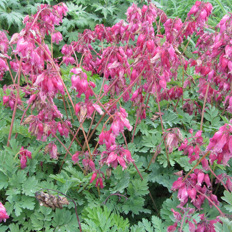 Herzblume - Dicentra formosa 'Luxuriant' - rosa