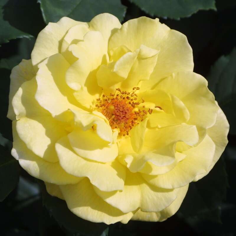 Moderne Kletterrose - Rose 'Golden Showers' - gelb