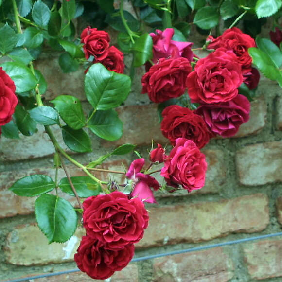 Moderne Kletterrose - Rose 'Sympathie' - rot