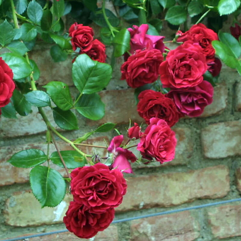 Moderne Kletterrose - Rose 'Sympathie' - rot