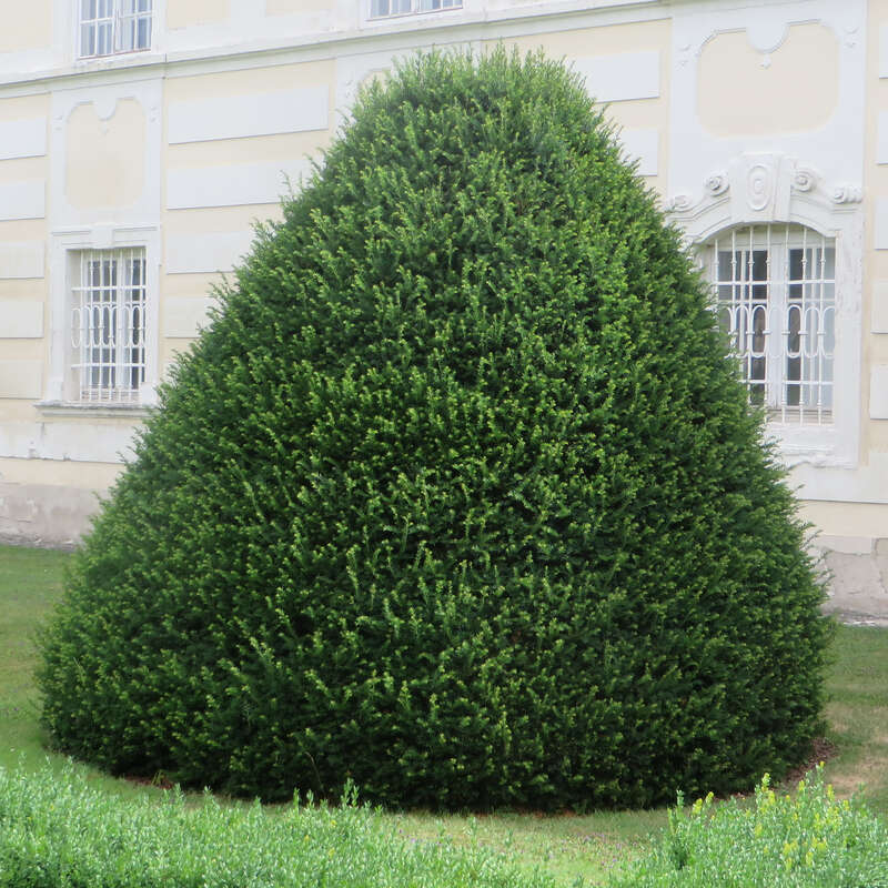Heimische Eibe - Taxus baccata