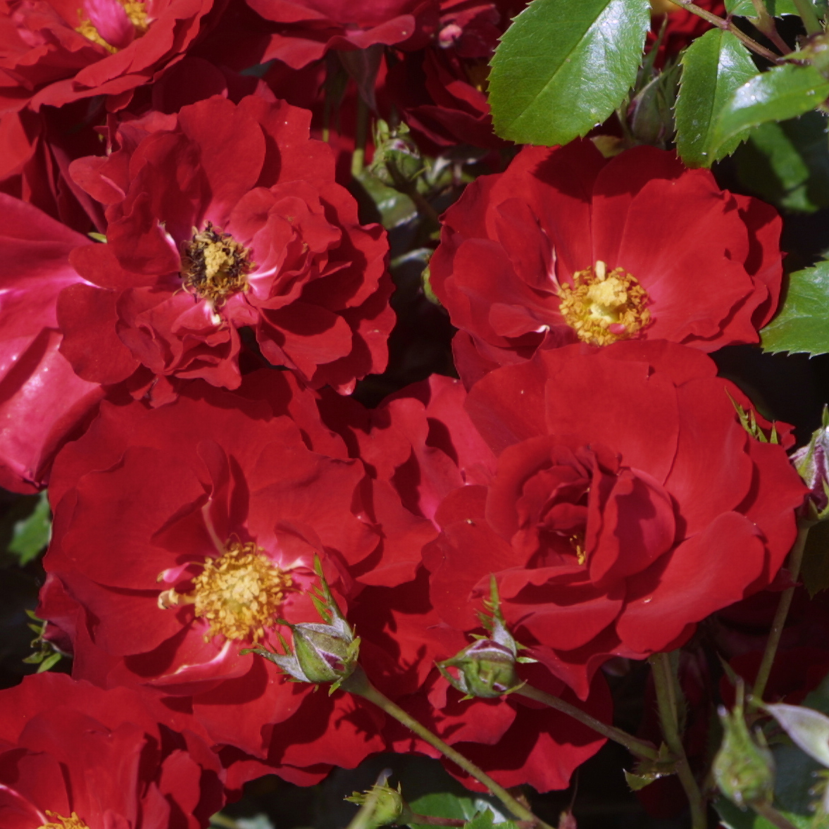 Beetrose - Rose 'Austriana' - rot