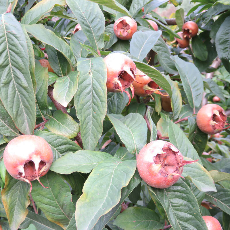 wilde-mispel-asperl-mespilus-germanica