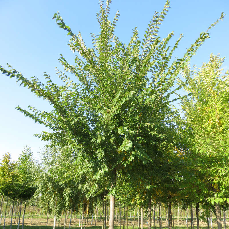 Resista-Ulme - Ulmus 'Sapporo Autumn Gold'