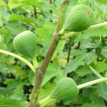 Fruchtfeige - Ficus carica 'Bauernfeige' - grün