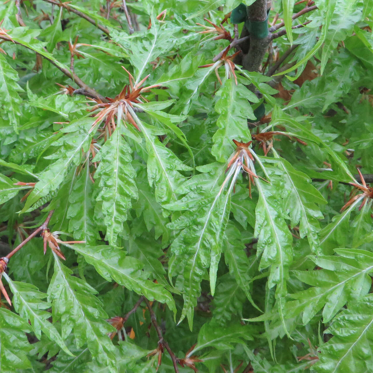 Farnblättrige Buche - Fagus sylvatica 'Asplenifolia' - grün