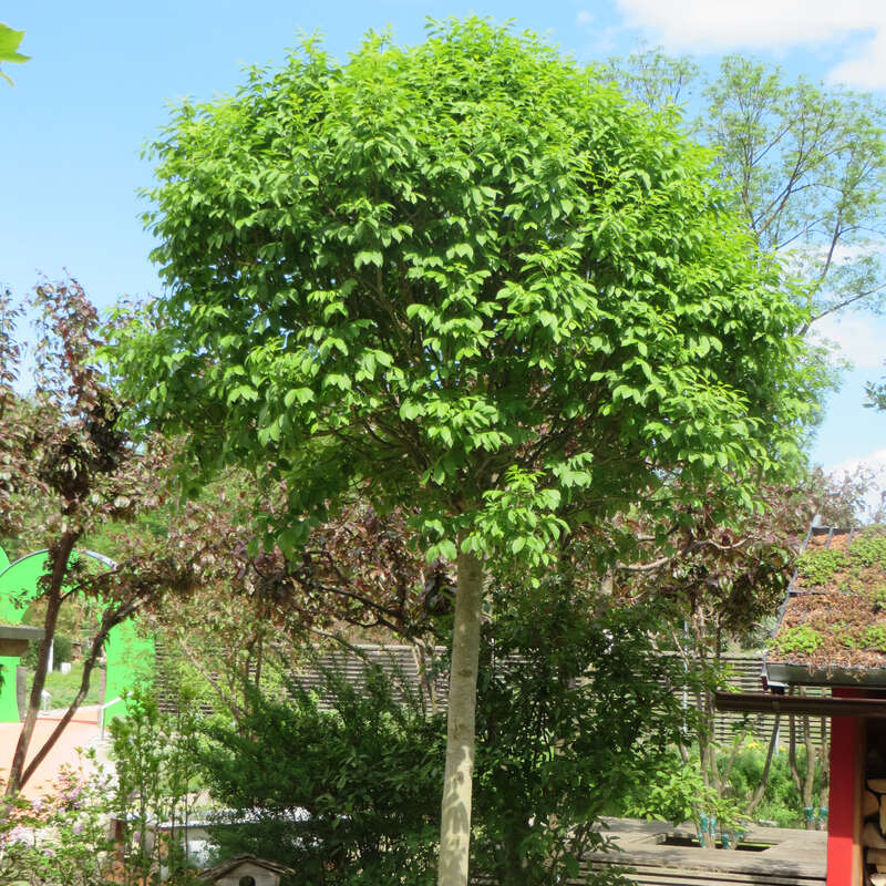 Kugel-Blumenesche - Fraxinus ornus 'Meczek' - weiß