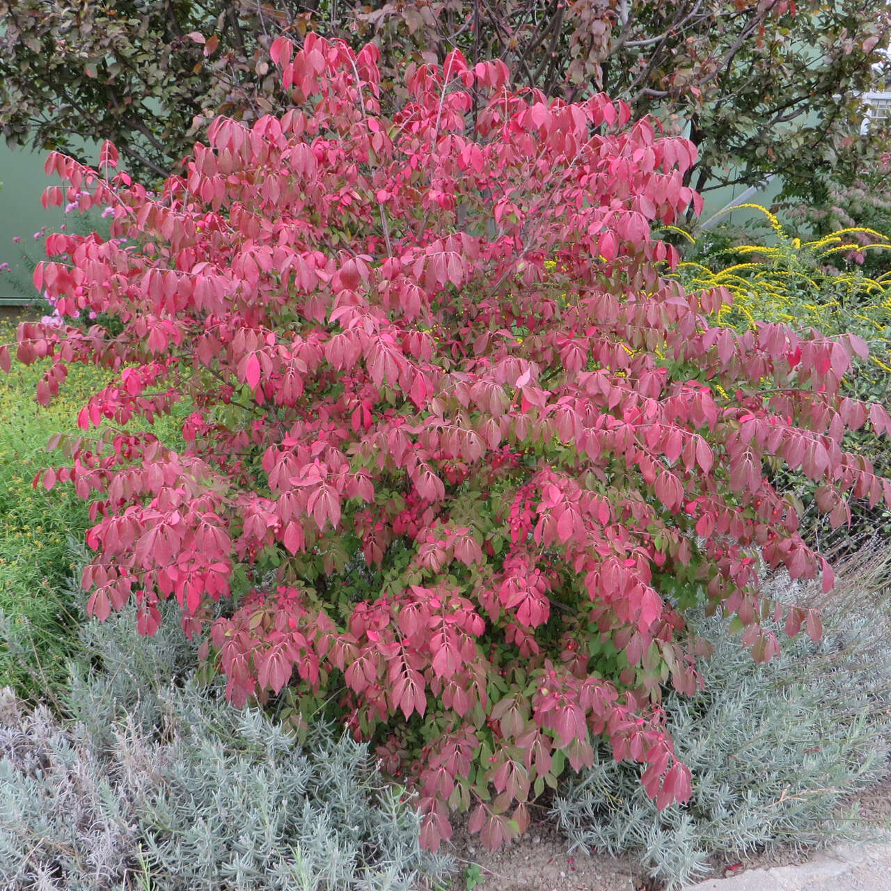 Korkflügel-Spindelstrauch - Euonymus alatus 'Fireball' - grün