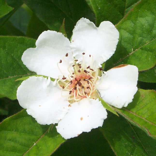 Wilde Mispel, Asperl - Mespilus germanica - weiß