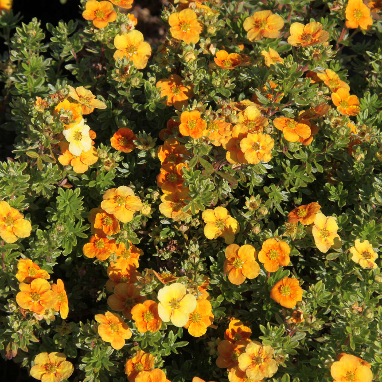 Fünffingerstrauch - Potentilla frut. 'Mango Tango' - orange