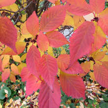 Kurilenkirsche - Prunus nipponica 'Ruby' - rosa