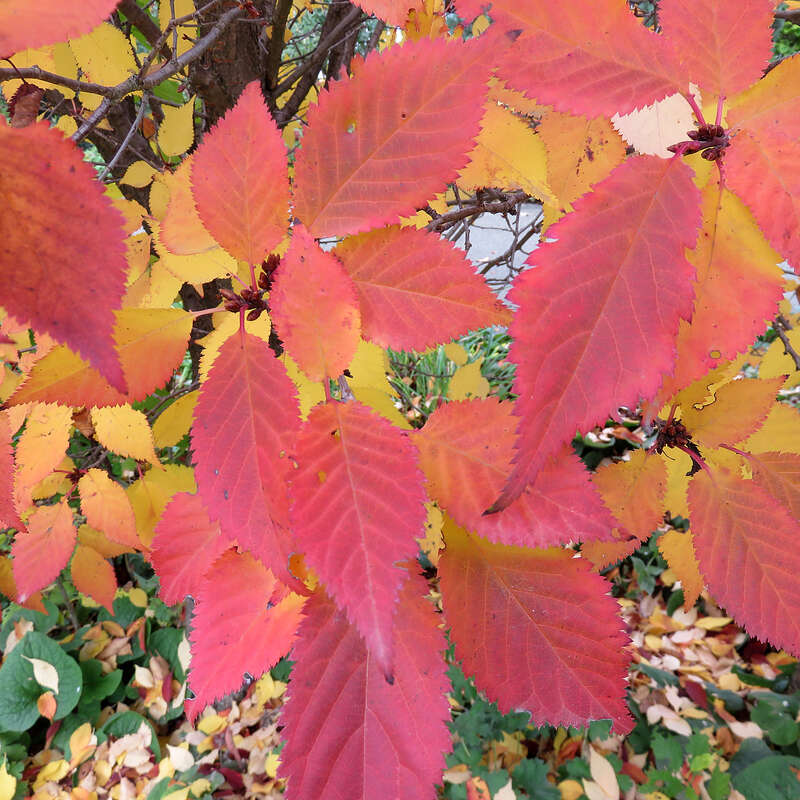 Kurilenkirsche - Prunus nipponica 'Ruby' - rosa