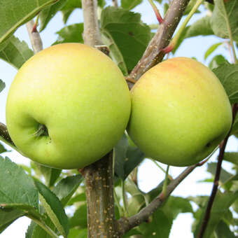 Winterapfel - Malus domestica 'Golden Delicious' - weiß