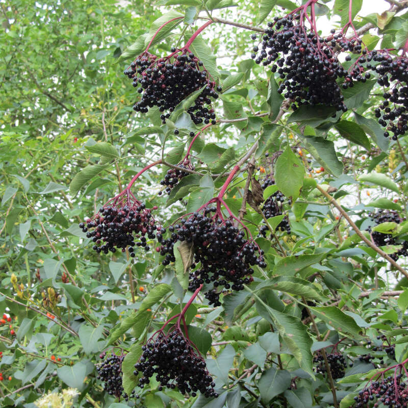 Schwarzer Holunder - Sambucus nigra - weiß