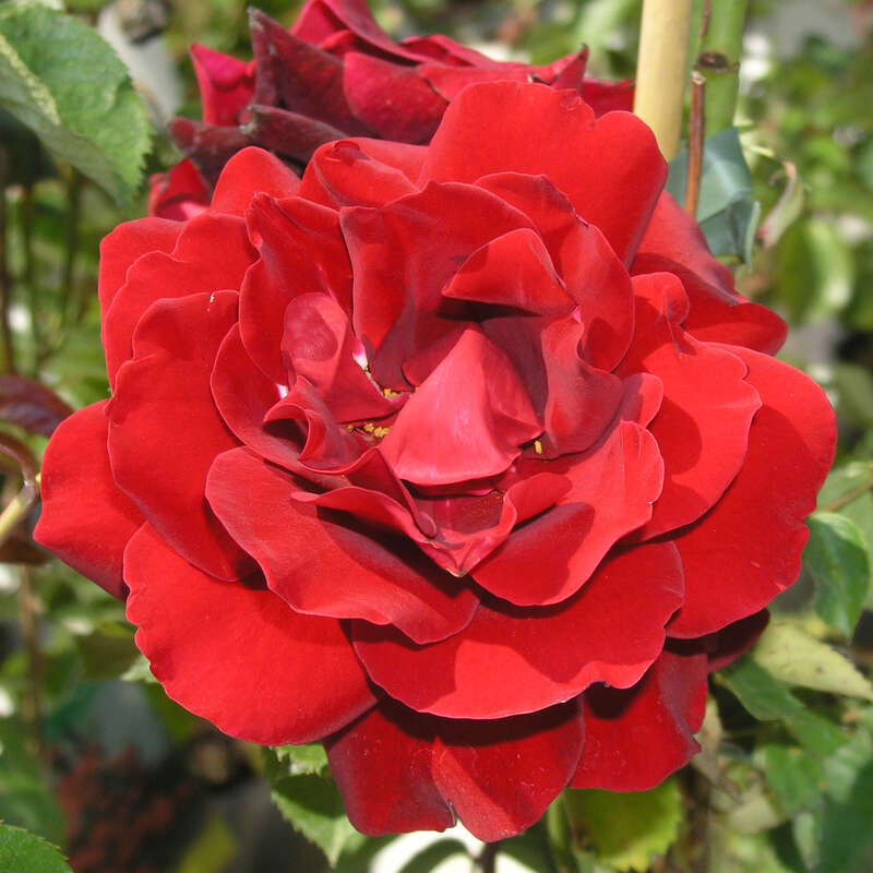 Moderne Kletterrose - Rose 'That's Jazz' - rot