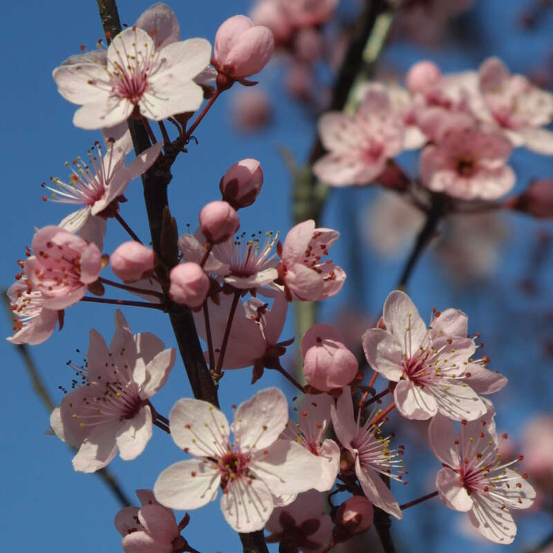 Blutpflaume - Prunus cerasifera 'Nigra' - rosa