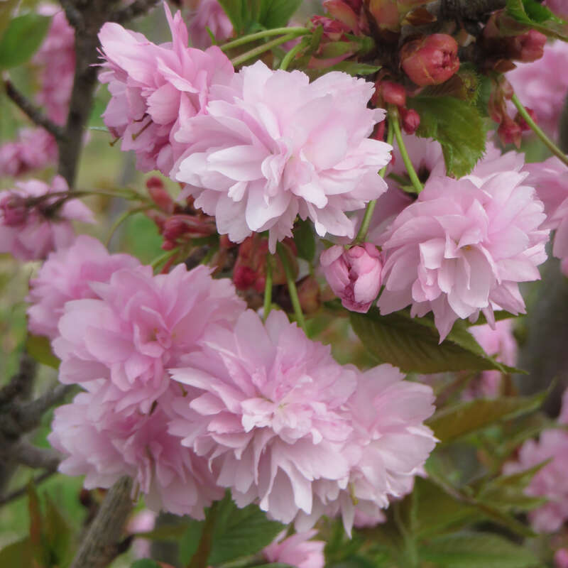 Japanische Blütenkirsche - Prunus serrulata 'Asano' - lila