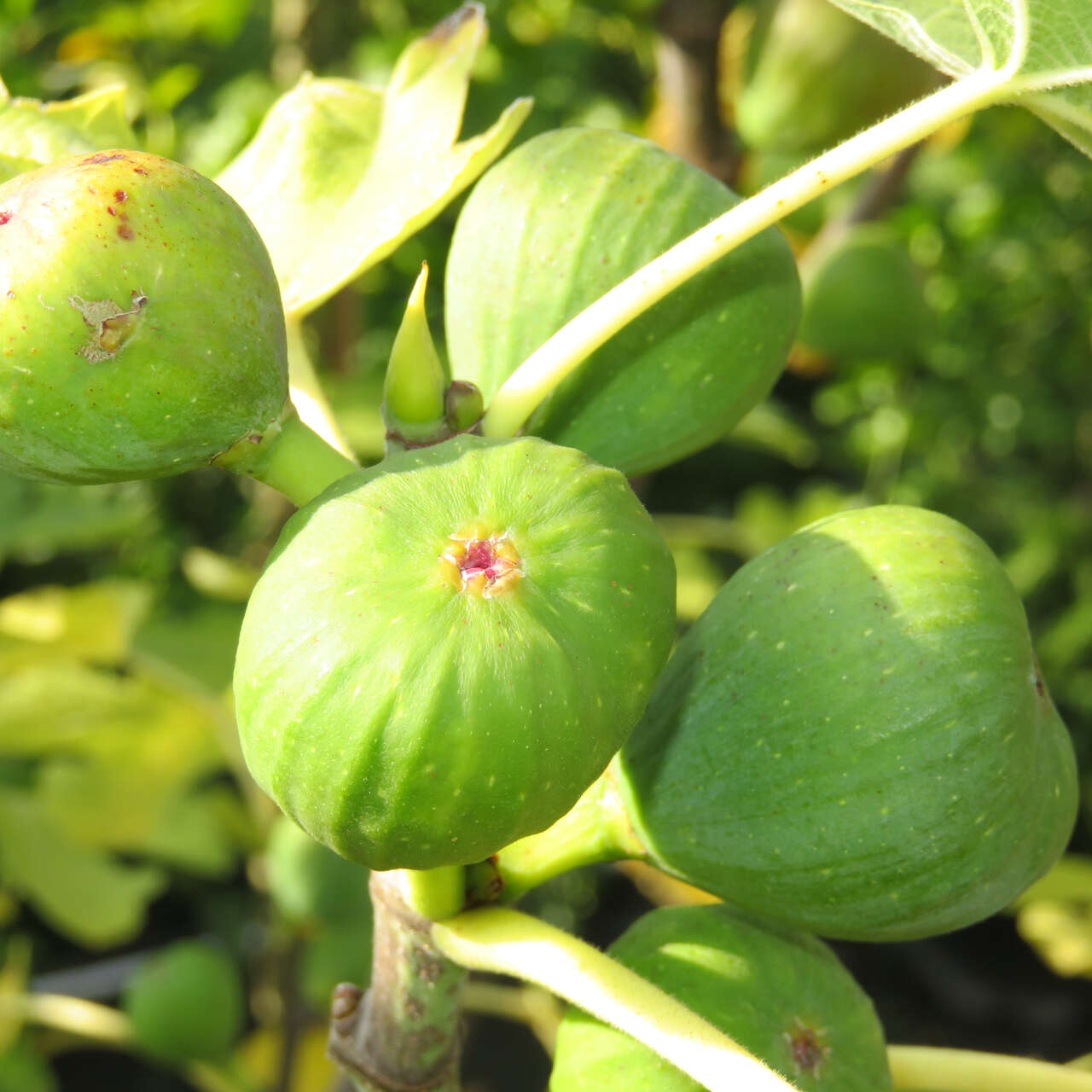 Fruchtfeige - Ficus carica 'Bauernfeige' - grün