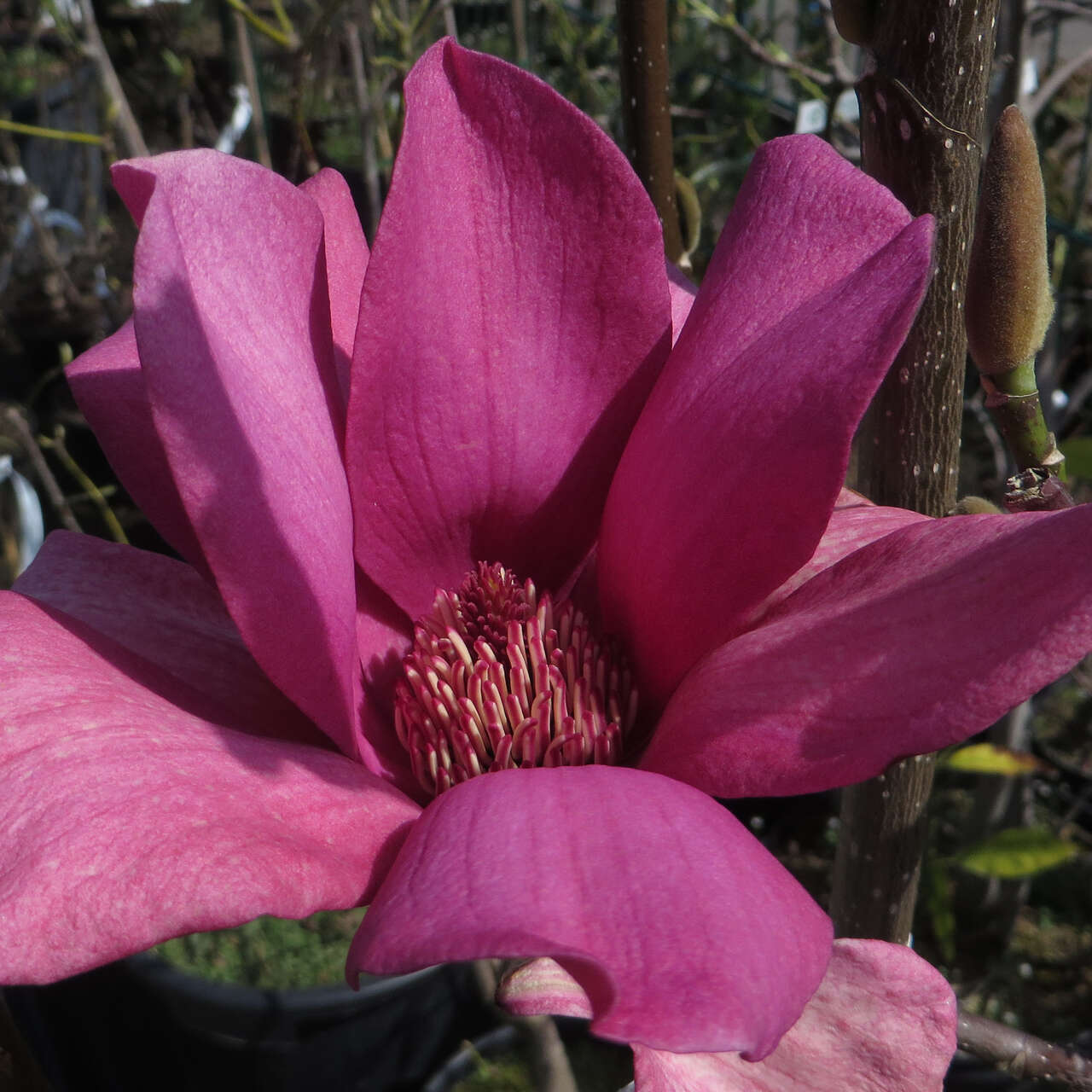 Großblumige Magnolie - Magnolia 'Vulcan' - rosa