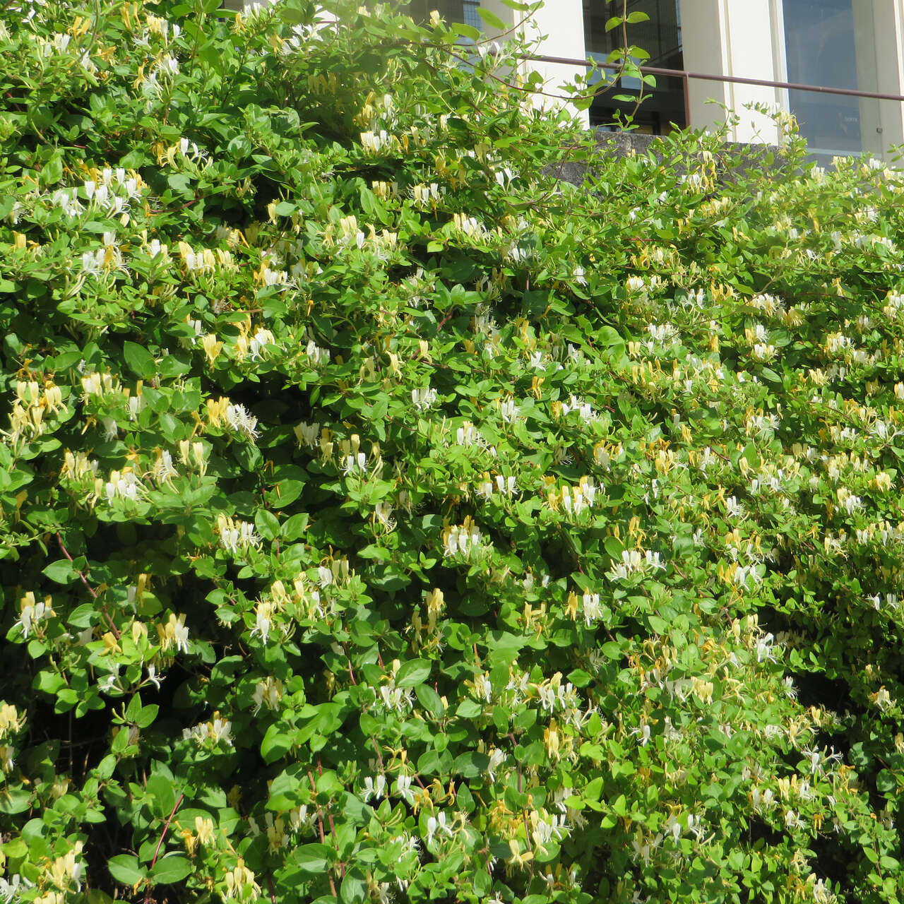 Schlingendes Geißblatt - Lonicera japonica 'Hall's Prolific' - gelb