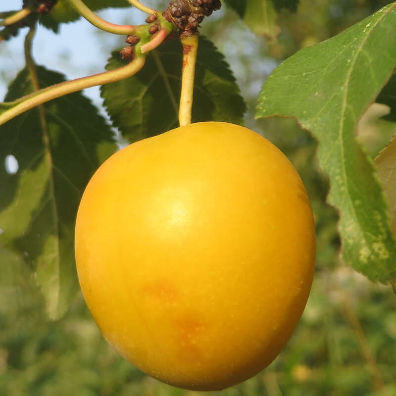 Wildes Kriecherl - Prunus domestica insititia - weiß