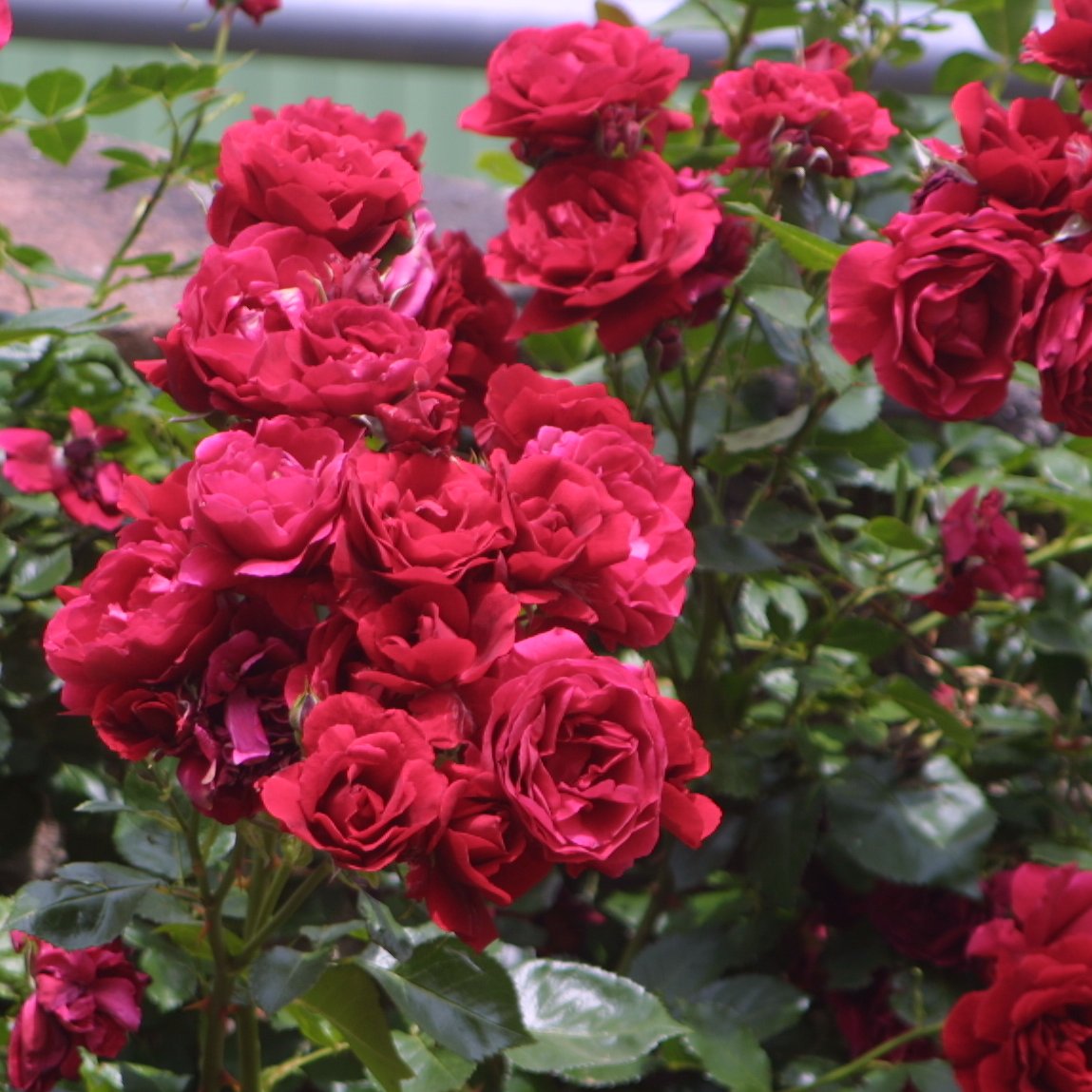 Moderne Kletterrose - Rose 'Sympathie' - rot