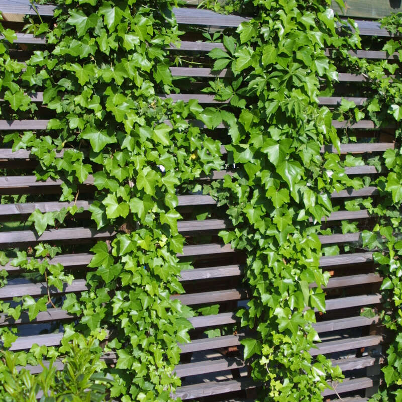 Heimischer Efeu - Hedera helix