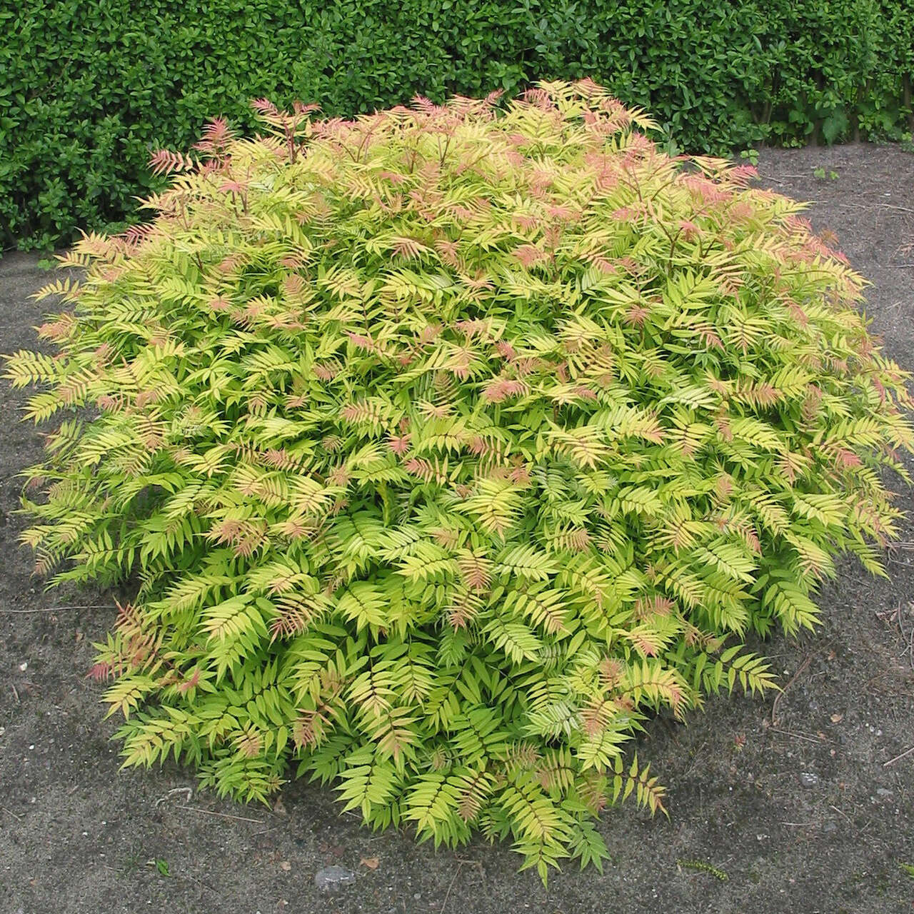 Kleine Fiederspiere - Sorbaria sorbifolia 'Sem' - weiß