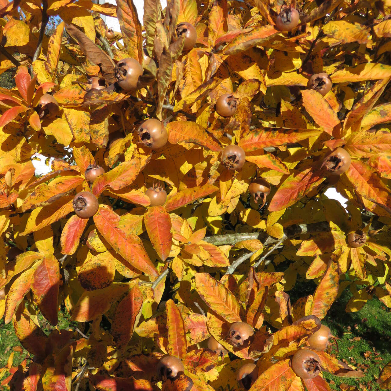 Wilde Mispel, Asperl - Mespilus germanica - weiß