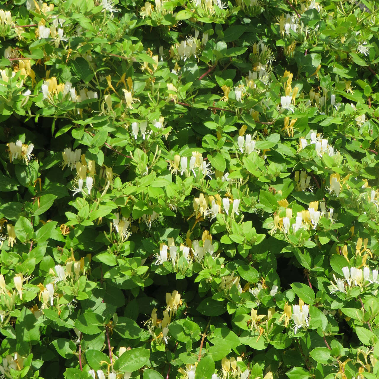 Schlingendes Geißblatt - Lonicera japonica 'Hall's Prolific' - gelb